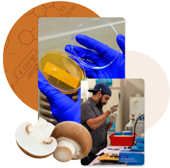 Commercial Mushroom Growing Products | Amycel and Spawn Mate